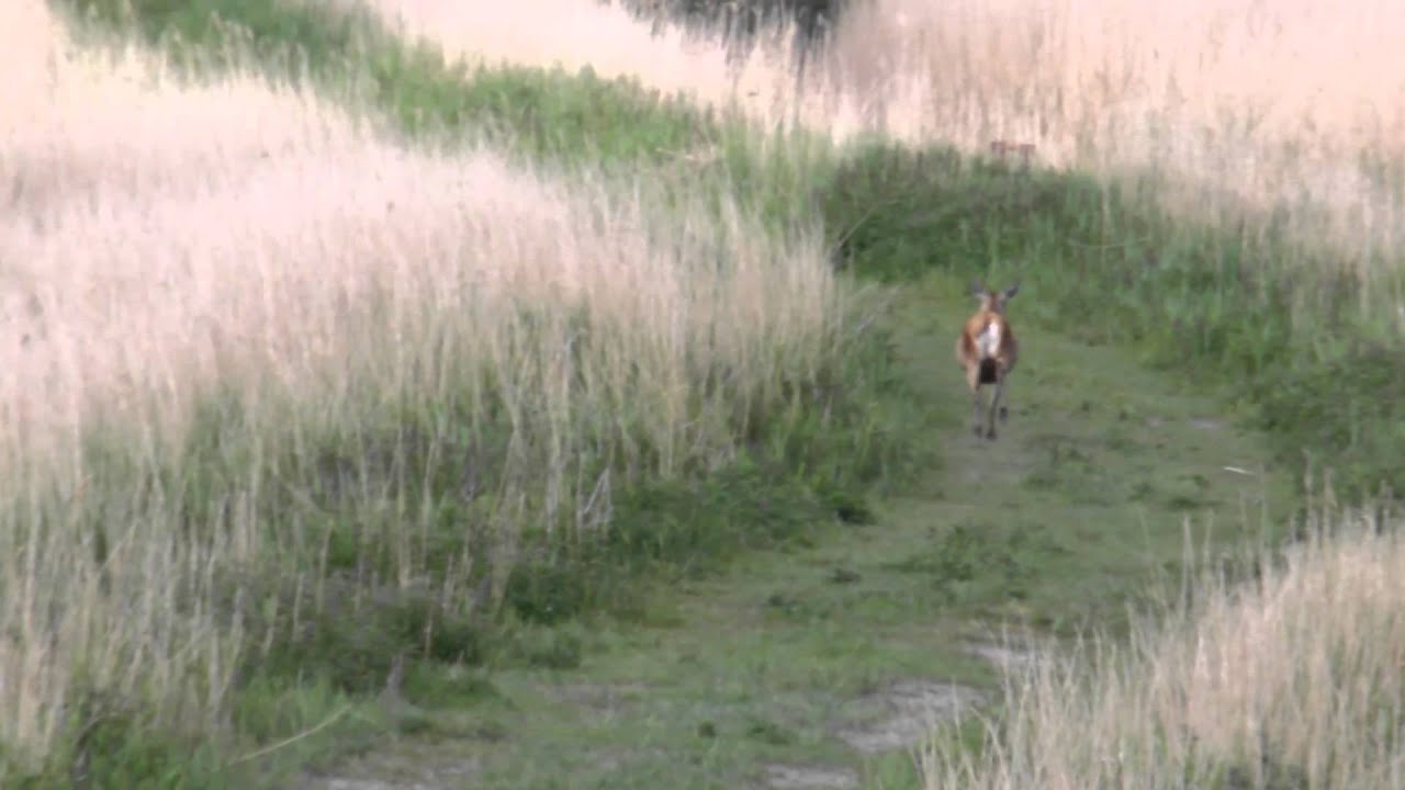 Deer Chases a Red Fox - YouTube