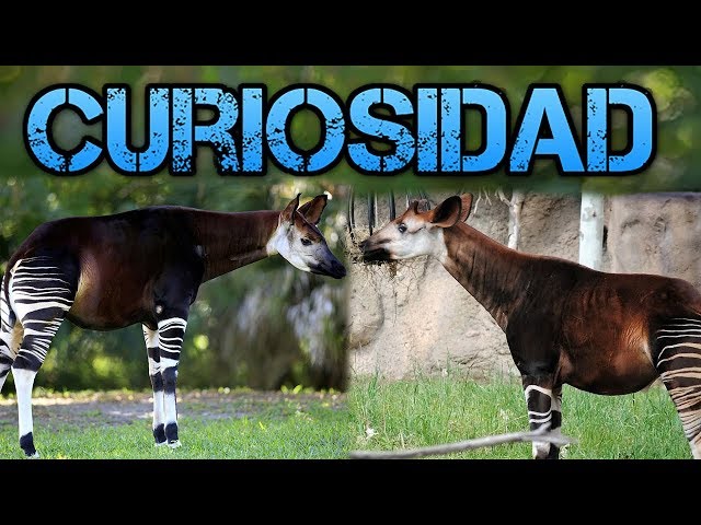 Animales Jirafas Y Cebras