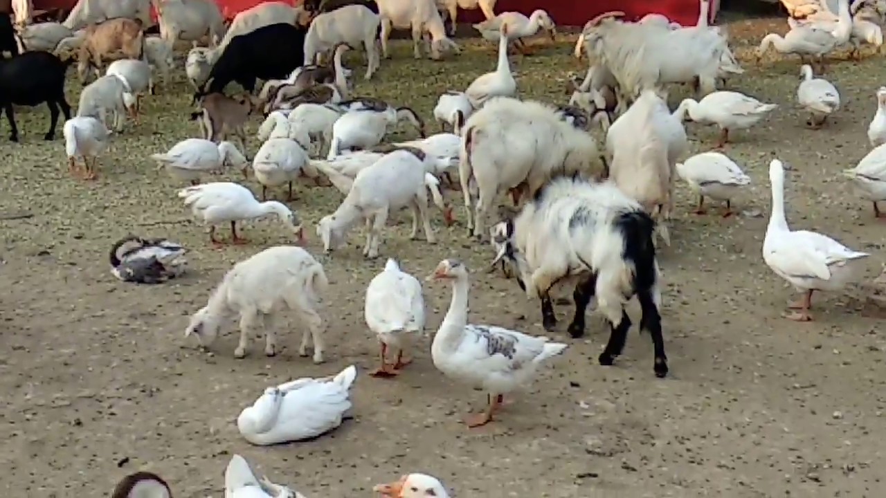 Goats and ducks together | Ducks and Goats Staying together | Ducks and ...
