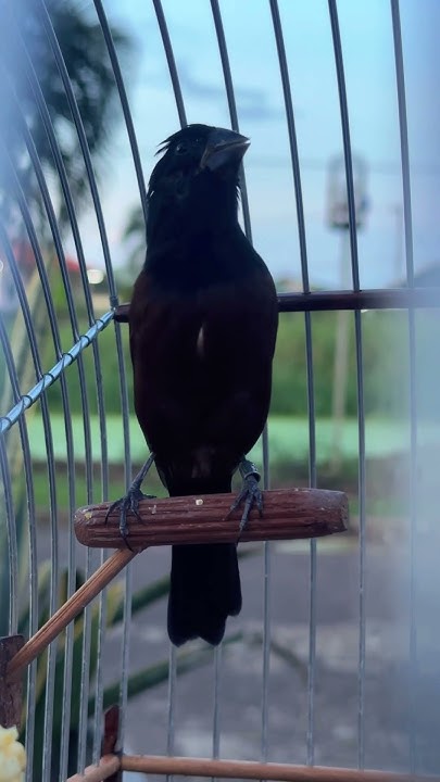 Picolet mooie slag 2024 - YouTube