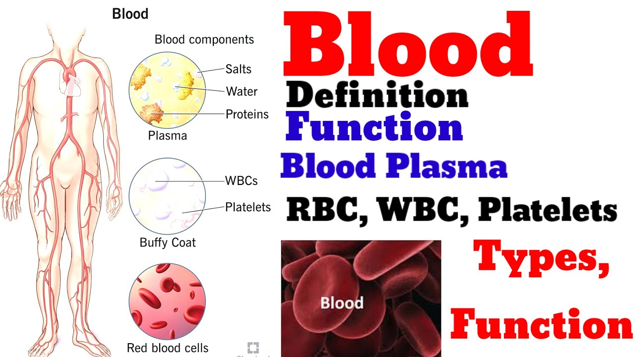 Blood And Plasma||RBC||WBC||Platelets and Functions In Nepali ...