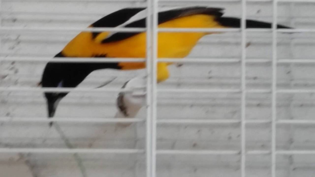 Turpiales elaborando su nido - YouTube