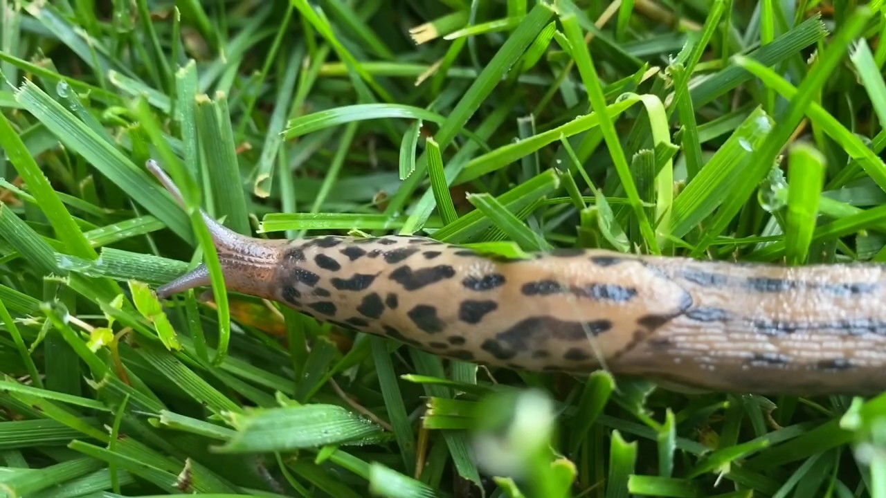 Fun Facts About leopard Slugs(27,000 Teeth) - Frog vs Slug - - YouTube