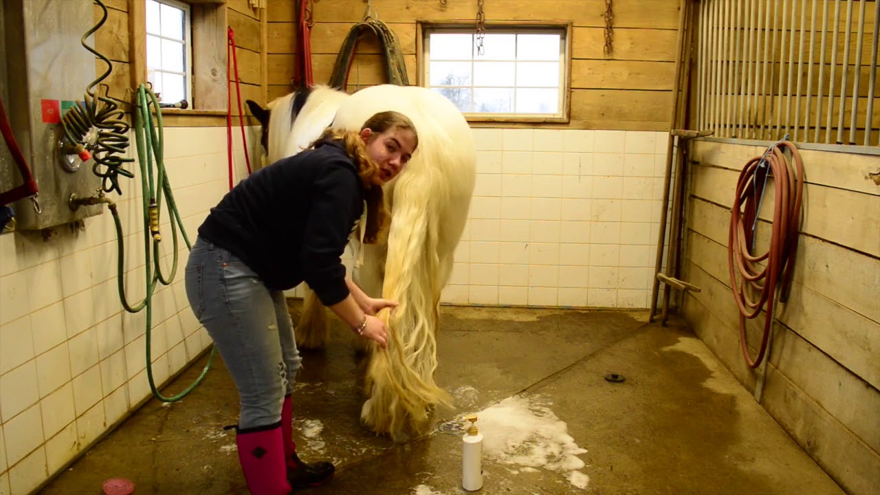 Champion Tail Washing Routine - YouTube