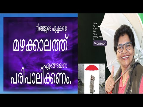 Top Tips To Care For Your Cats In Monsoon | Cat Safety@NANDASPets  | Vanaja Subash
