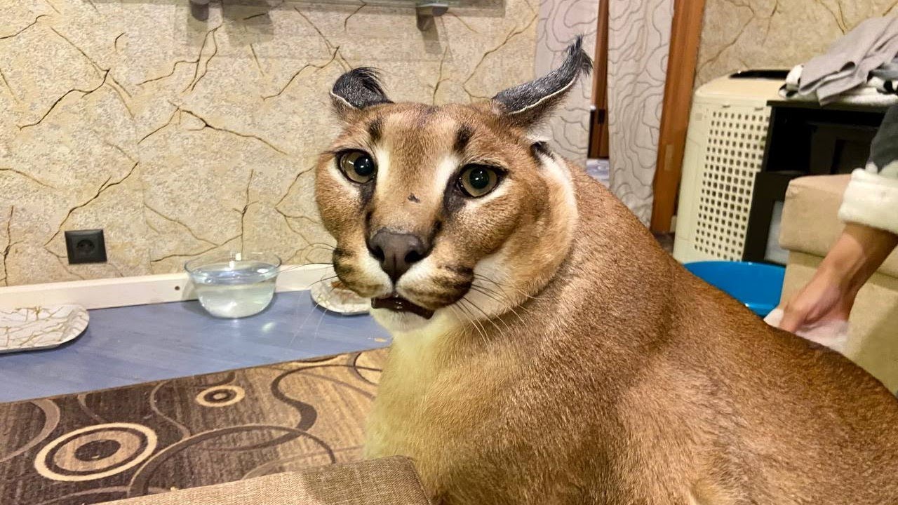 Big Floppa Wants to Play with Justin : Caracal - YouTube