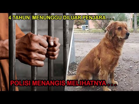 Anjing Ini Menunggu Majikannya Di Luar Penjara Selama 4 Tahun! Polisi Akhirnya Menangis dan