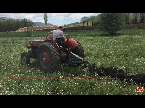 Massey Ferguson 135 liğin Klasik İşleri