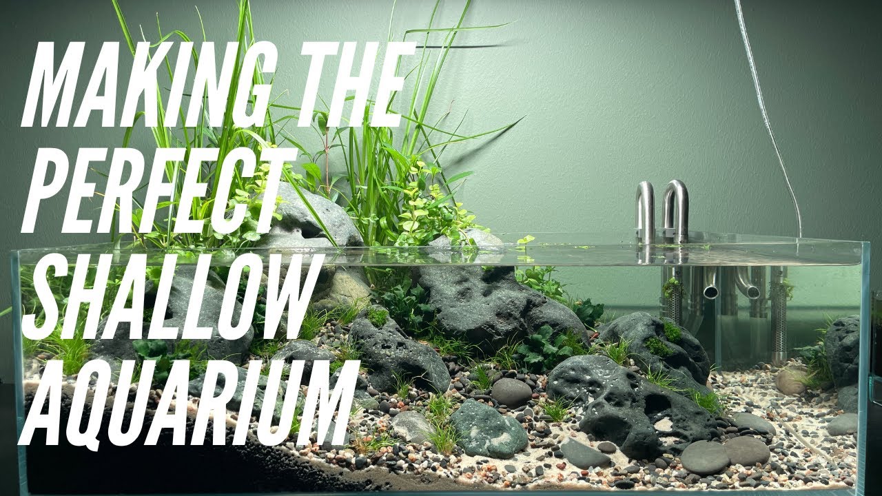 Making The Perfect Shallow Aquarium - YouTube