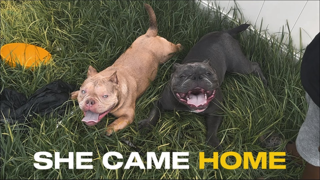 How to train your Micro bullies( She came home from Puppy Training ...