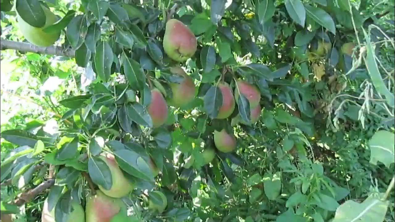 Груша Любимица Клаппа. Урожай. - YouTube