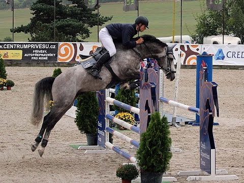 SOLD - Carambole - *2010, KWPN, stallion by Carambole, www ...