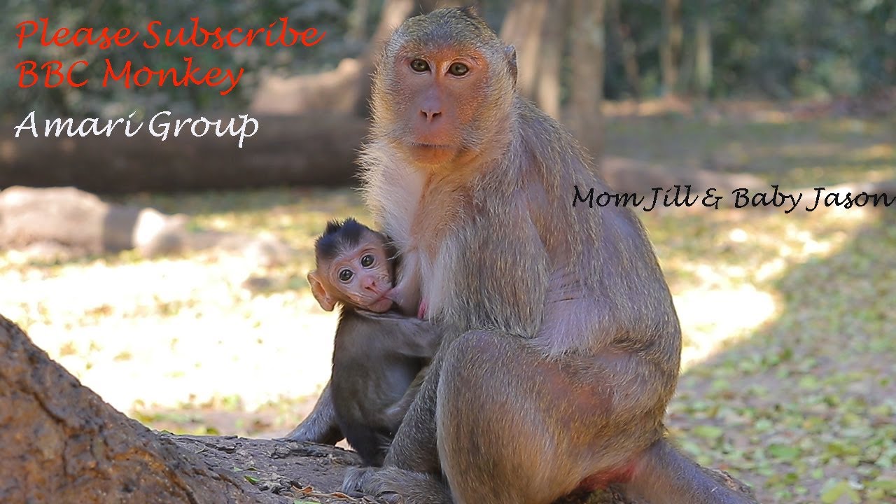 Monkeys Amari Group Find Place Safely From Stressful Sankra - YouTube
