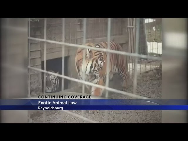 Zanesville Exotic Animals Escape Lion Bear Fight Youtube Zanesville
