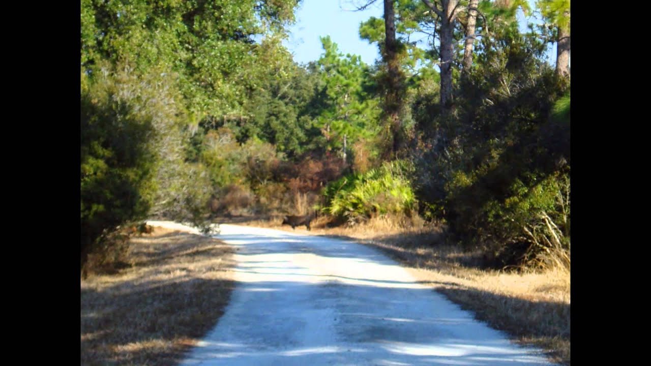 Half Moon Wildlife Management Area, Florida - YouTube
