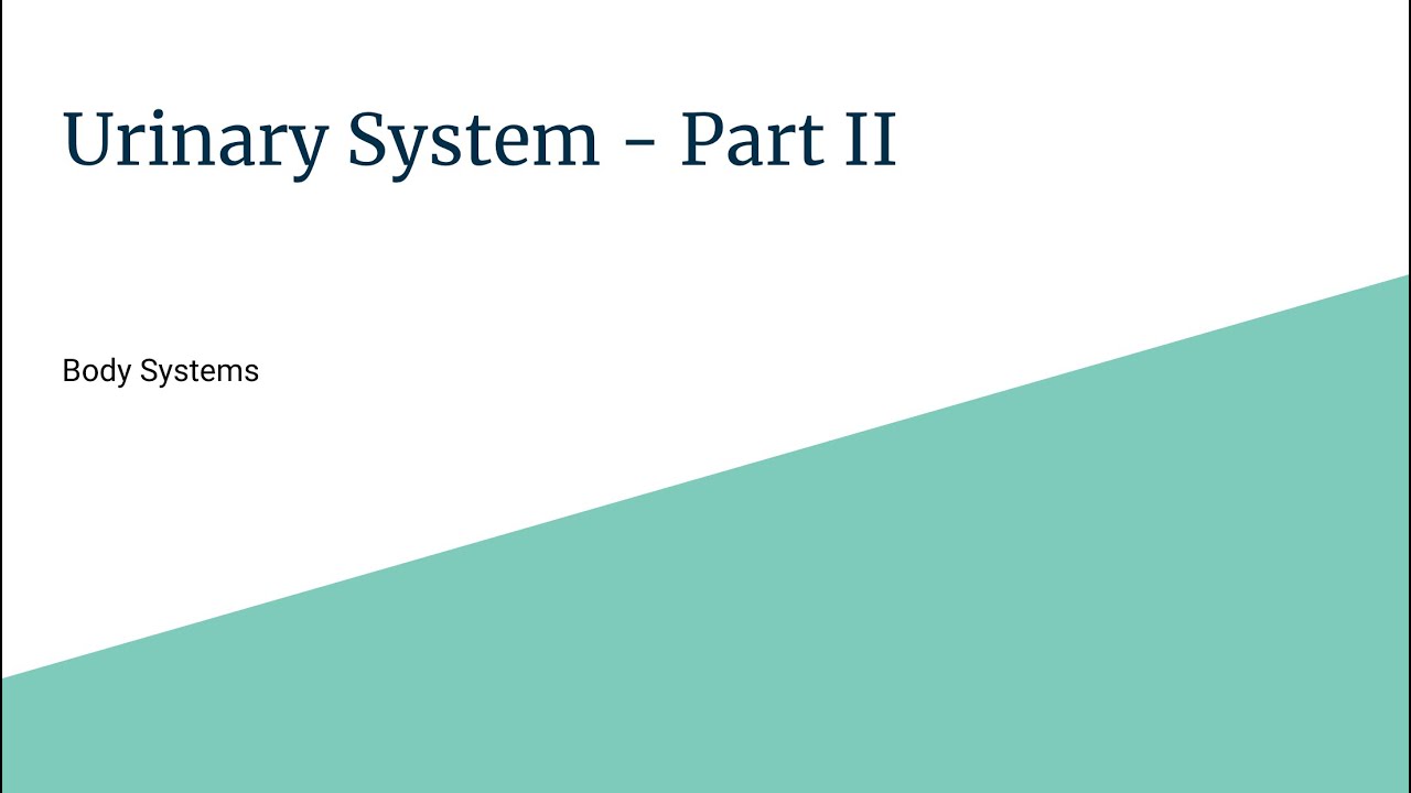 Urinary System - Part II - YouTube