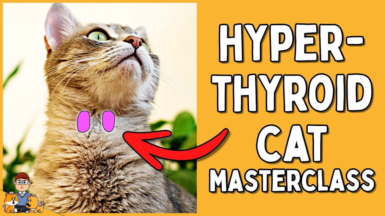 Hyperthyroid cats: EVERYTHING you need to know (symptoms, treatment ...