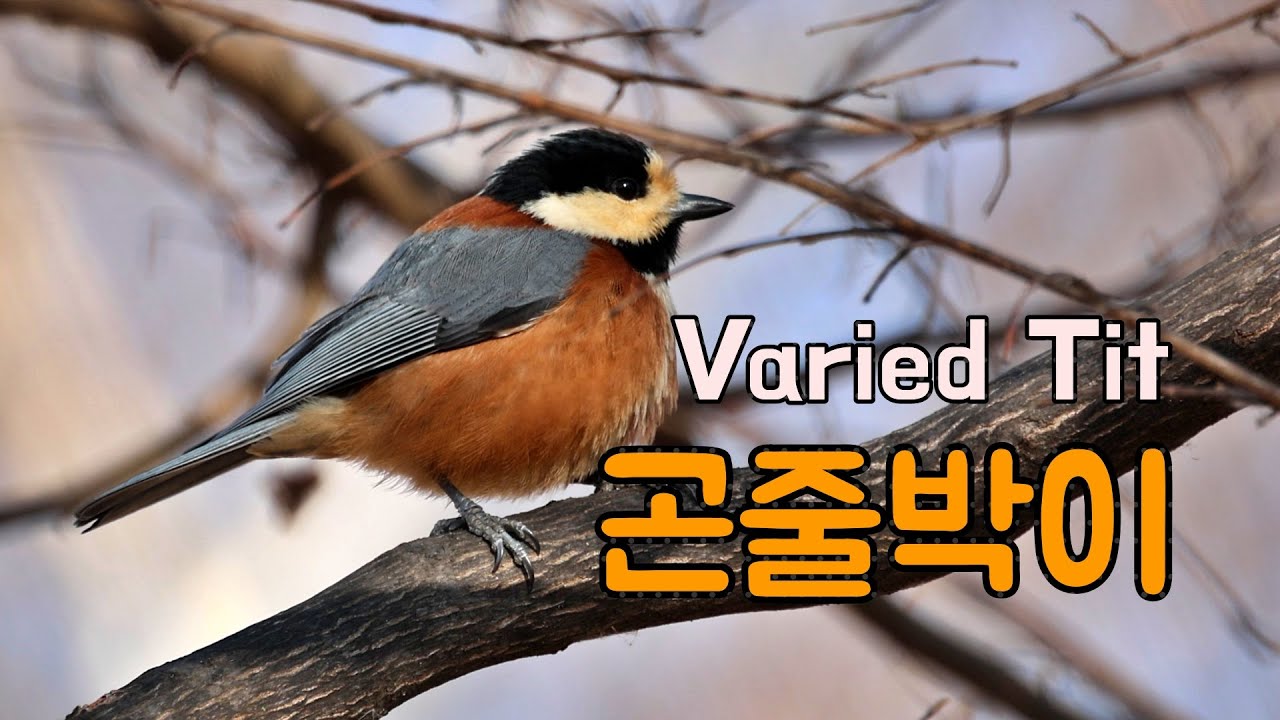 때죽나무열매 먹는 곤줄박이들 ㅣVaried Tit ㅣKorean Birds - YouTube