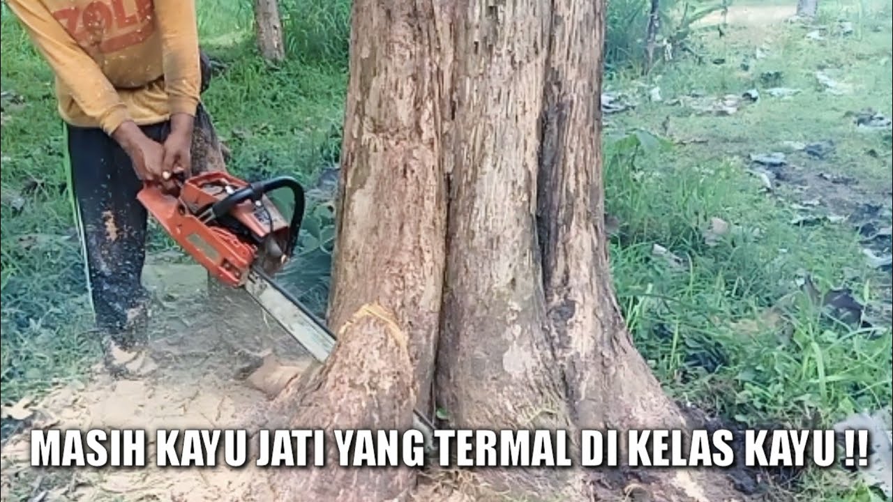 Lokasi Extrim Tebang kayu jati di rawa rawa - YouTube