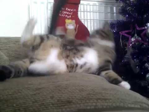 muffin loves hoover, cat plays with hoover, kitten vs vacuum, cat vs ...