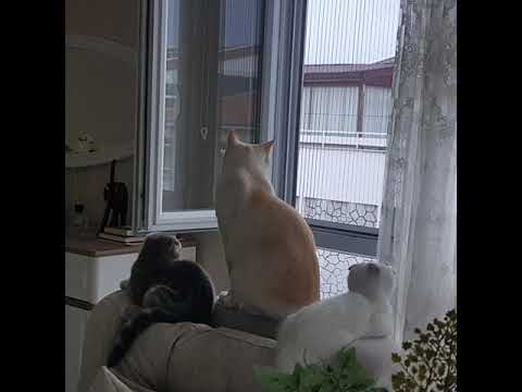 Evimin neşeleri😀