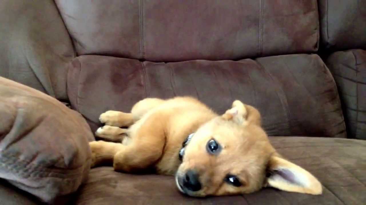 Tank: the pug pomeranian mix! Preview - YouTube