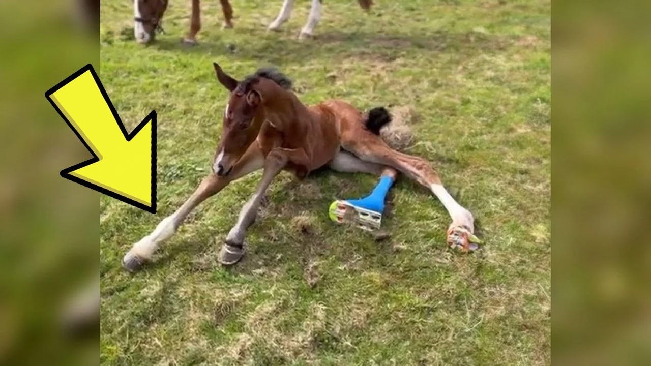 Foal Born With Large Twisted Body Shows He Still Has Spirit By Learning ...