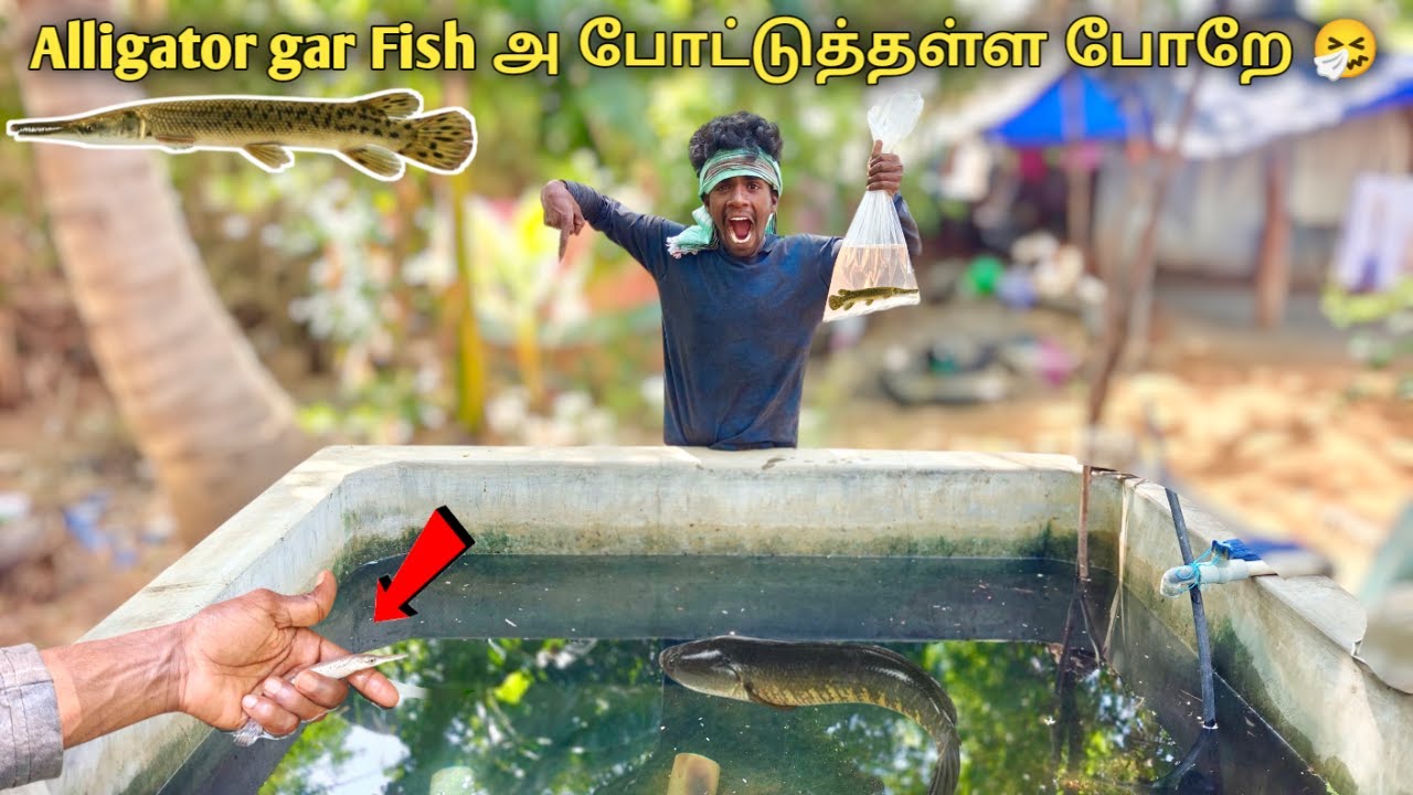 Alligator gar 🐊Fish அ விரால் மீனுக்கு Feed பன்ன போறோம் 🤧 | Snakehead ...