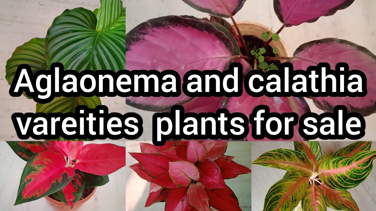 Aglaonema and calathea varities plants for sale/ plants online shopping ...