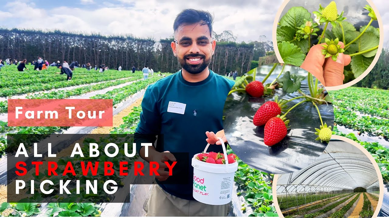 Strawberry picking farm | Auckland | New Zealand - YouTube
