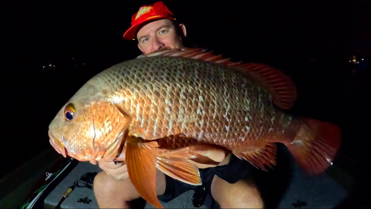 MANGROVE JACK - Fishing On The Gold Coast - YouTube