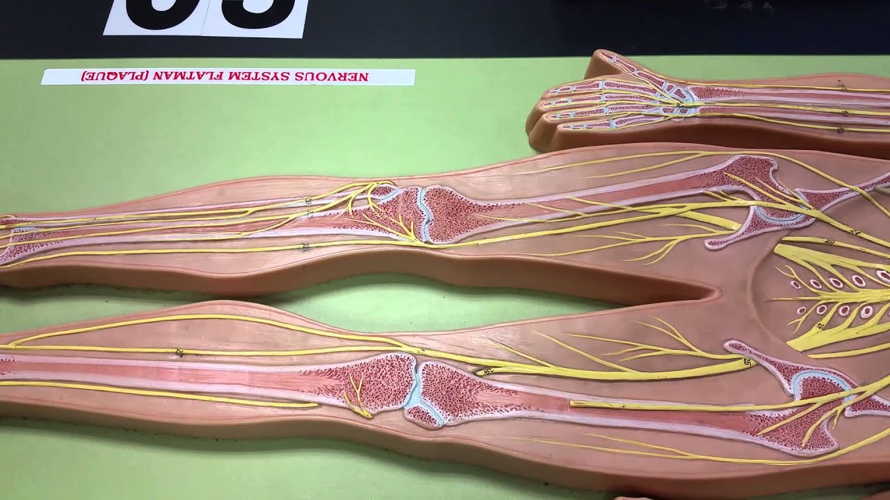 Flat Man Model - YouTube