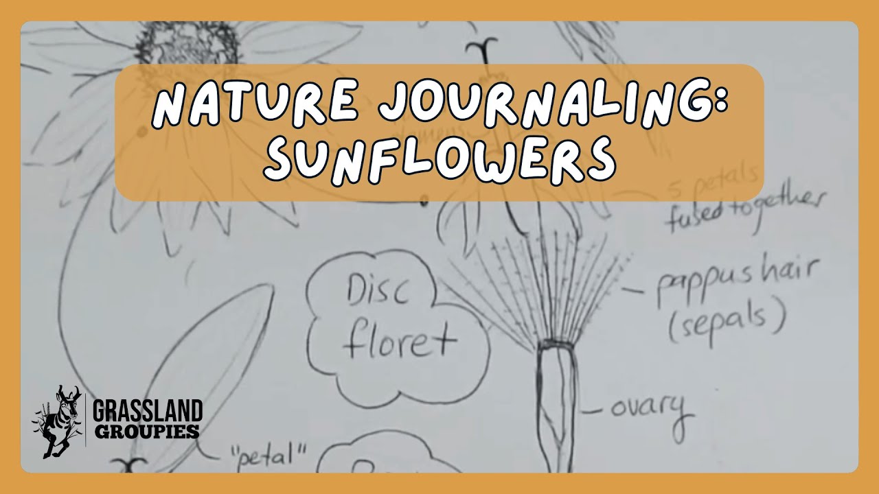 Sunflower Exploration Nature Journal VOD - YouTube
