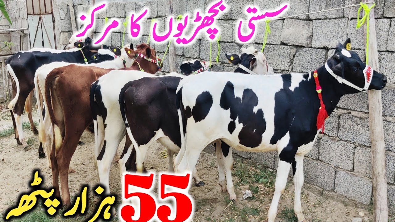 Sasti Australian Friesian Cross Bachrian Hiefers Dairy Cattles ...