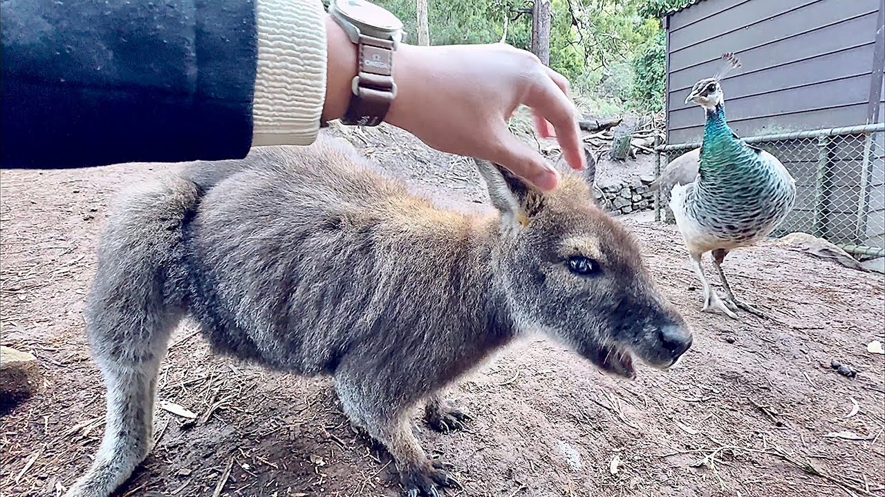 Gorge Restaurant Lunch Review WALLABY WALK @ Cataract Gorge Reserve PART 2 Launceston Tasmania ...