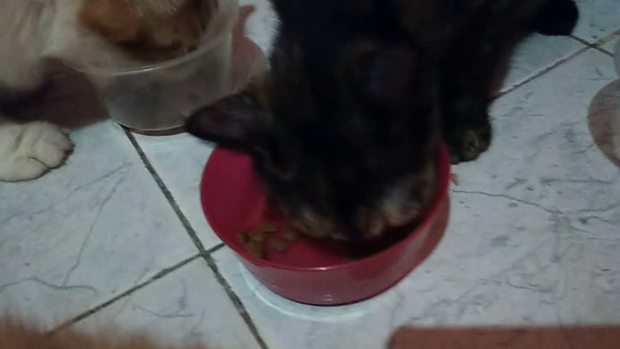 Kucing Makan Bersama - YouTube
