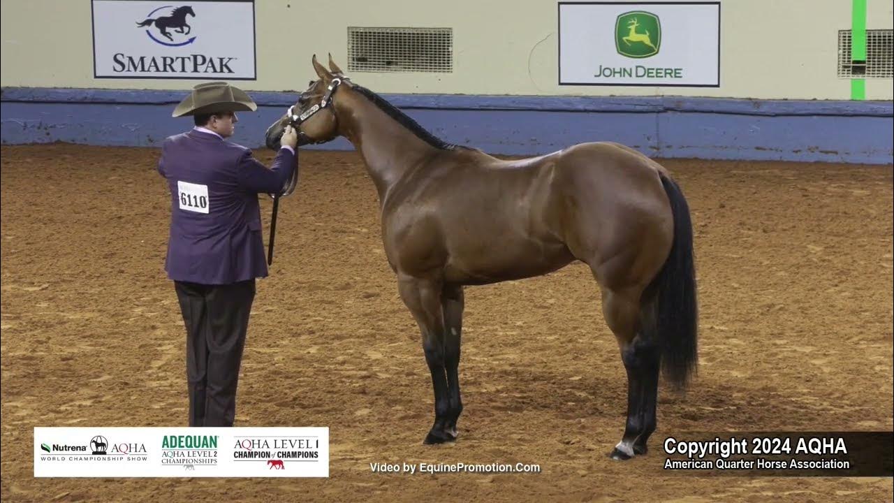 Amateur Yearling Geldings - 2024 AQHA World Championship Show - YouTube