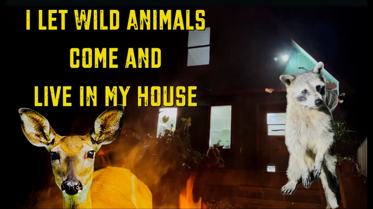 I Let Wild Animals Come And Live In My House - YouTube
