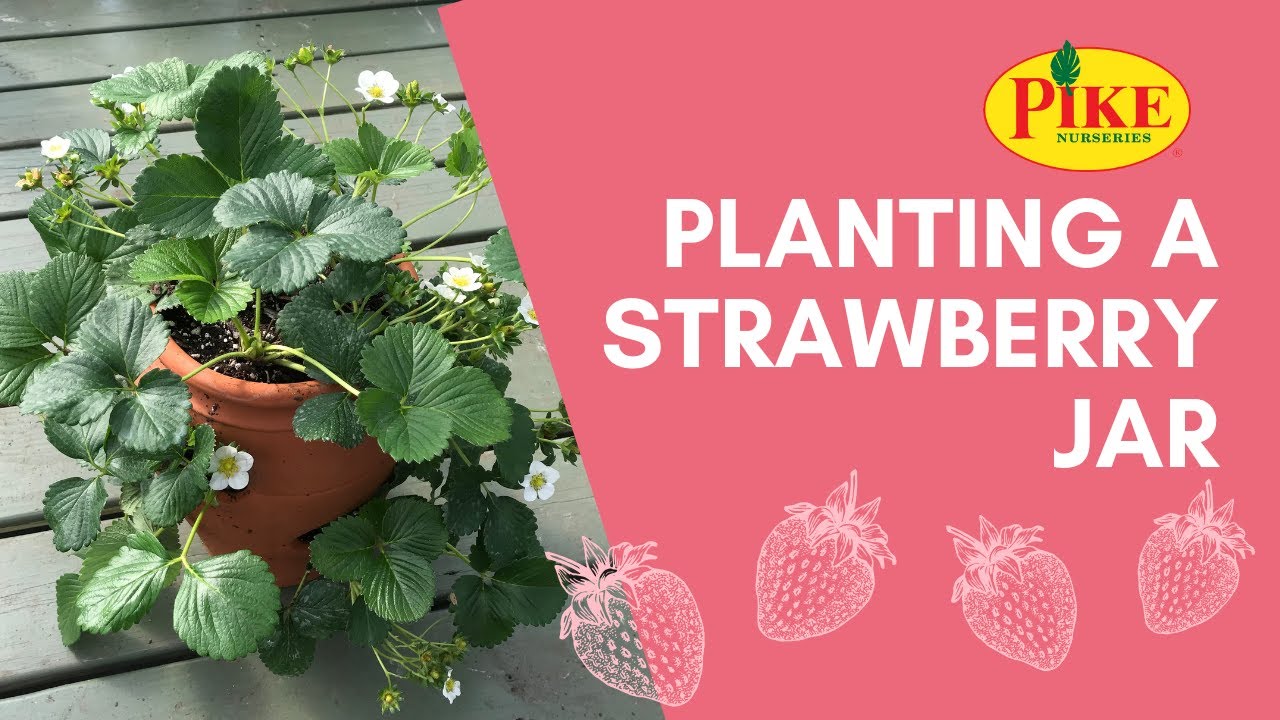 Planting a Strawberry Jar - YouTube