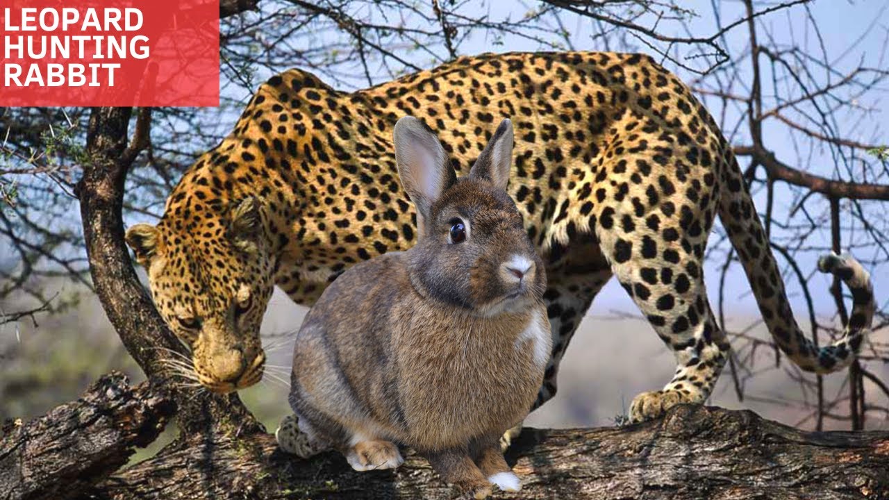 How Leopard Hunting Rabbit For Her Cubs ? - YouTube