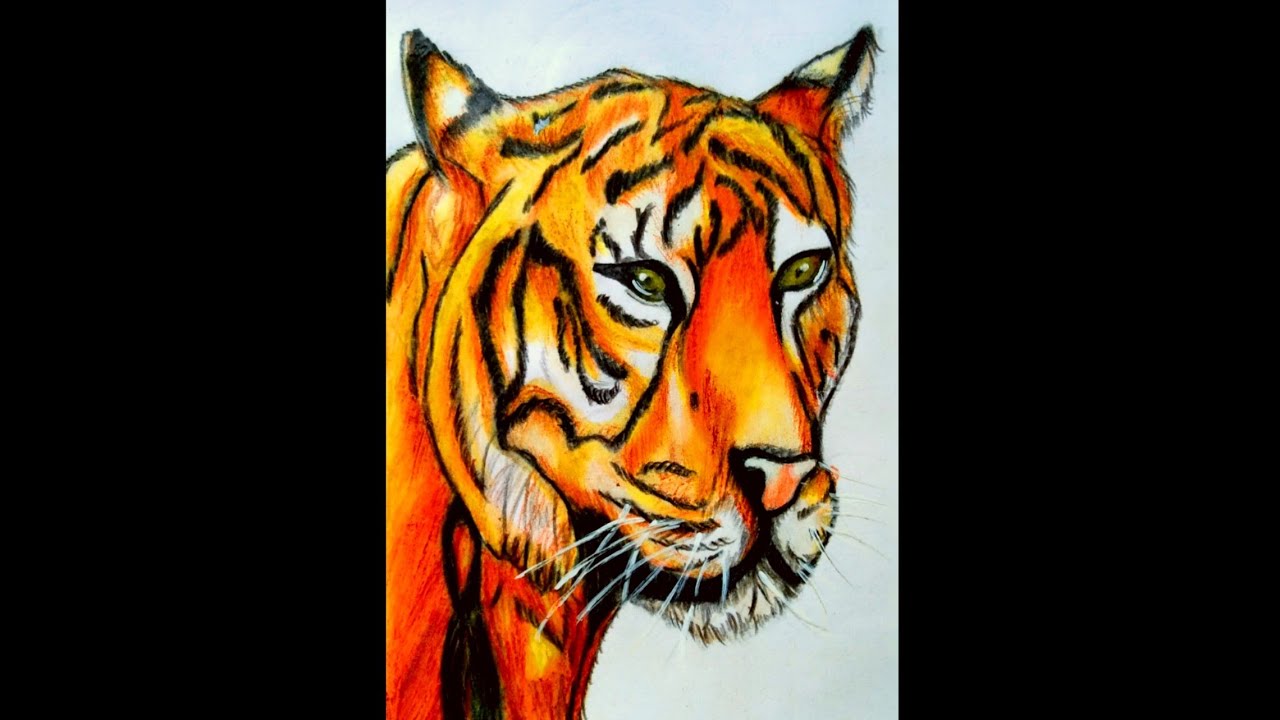 HOW TO DRAW REALISTIC TIGER(PENCIL COLOR) #art#artist#sketch#drawing# ...