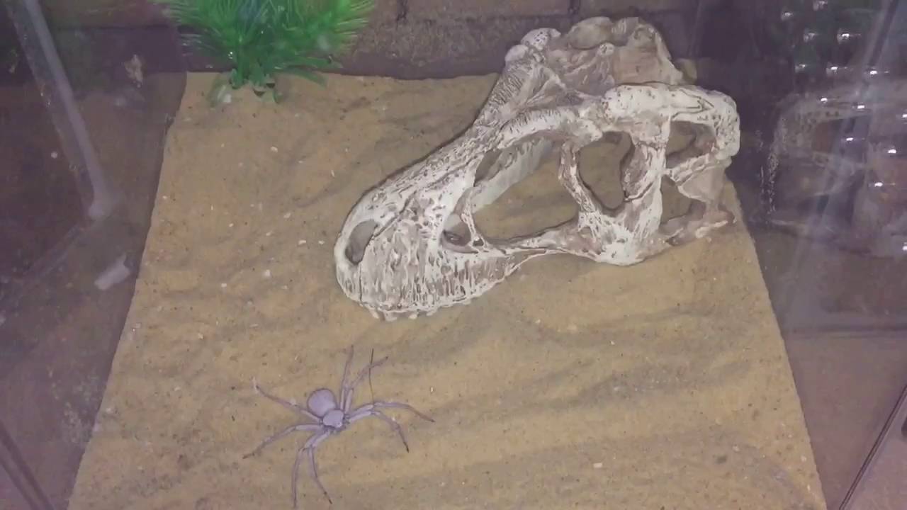 Sicarius Terrosus Six Eyed Sand Spider Update Plus Burrowing - YouTube