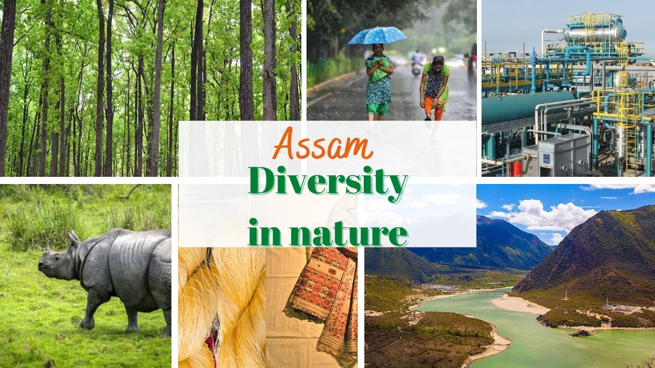 Assam - diversity in nature - YouTube