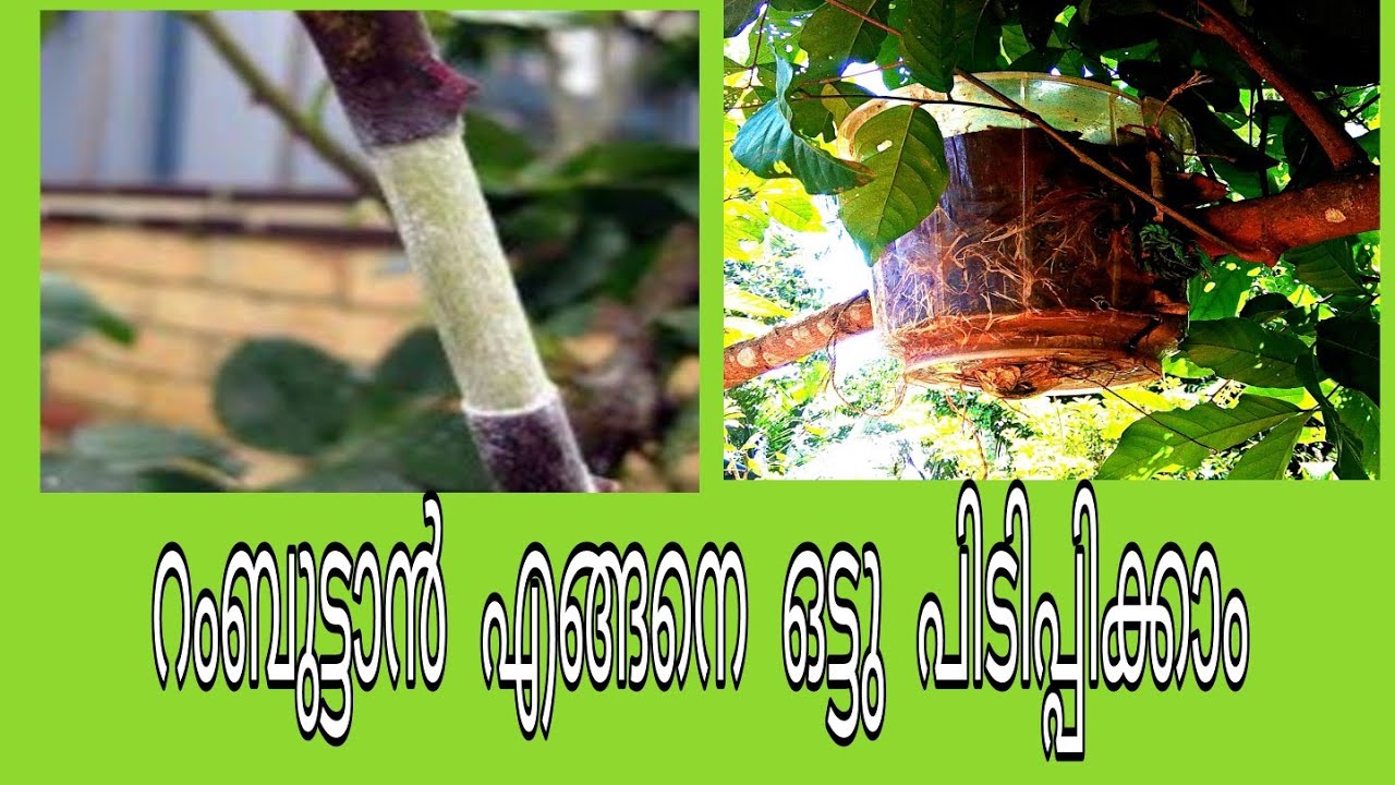 How to layer rambutan - YouTube