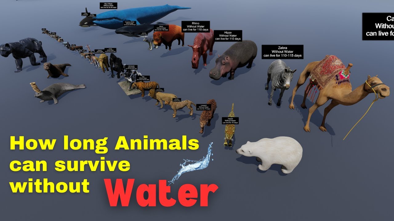 How Long Animals Can survive Without Water ?? 3D Animation - YouTube