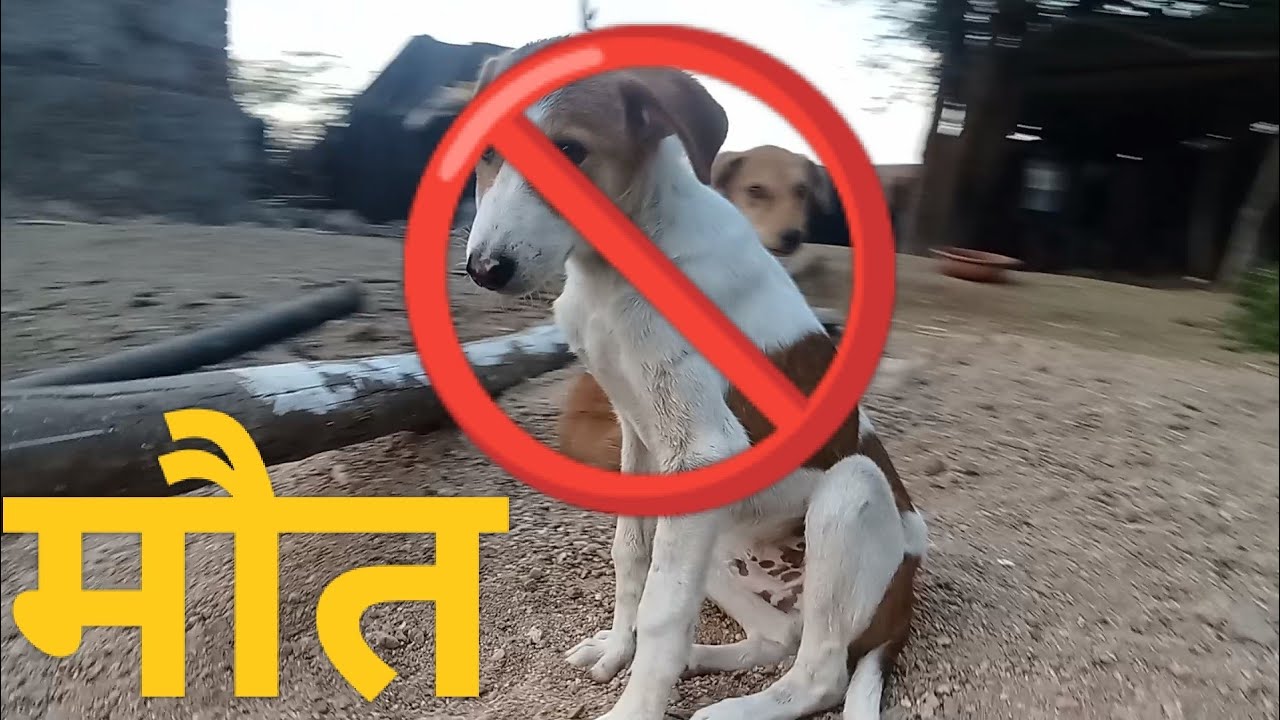 white🐕 dog maut ke kagar per । सफेद कुत्ता 😫 मौत की कगार पर 😱# ...