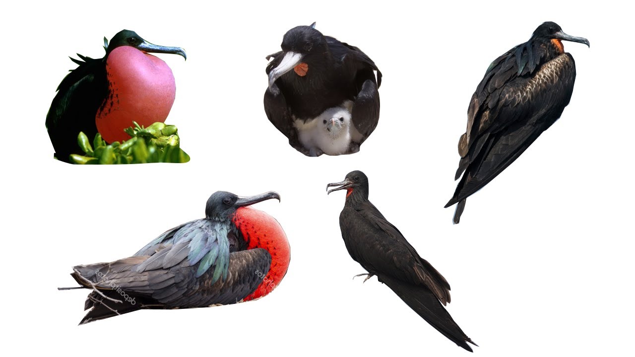 5 Types Of Frigatebirds | Frigatebirds #frigatebirds - YouTube
