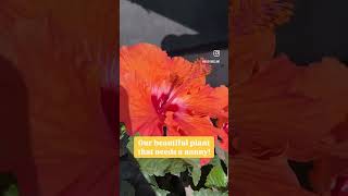 Plant Nanny
