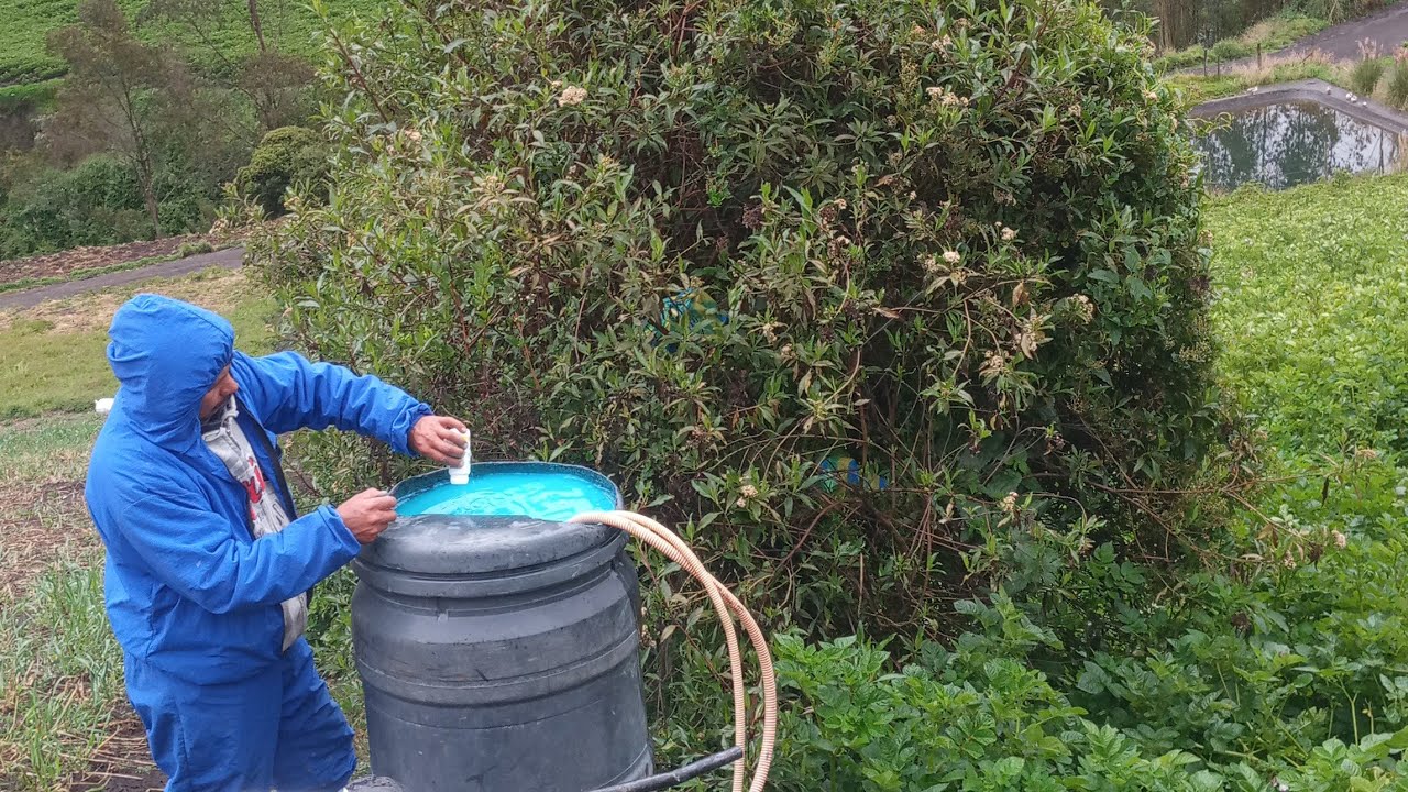 fumigando los papas en mi finquita Darwin flores - YouTube