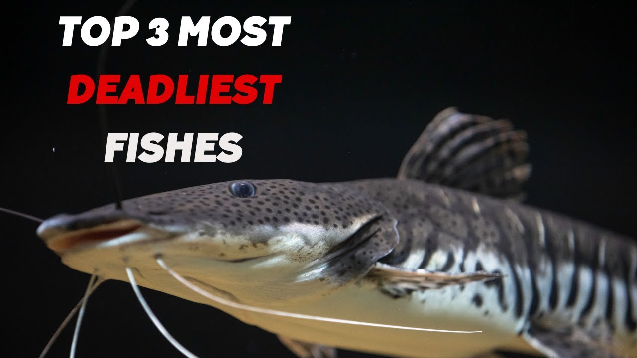 Top 3 Deadliest Fishes - YouTube